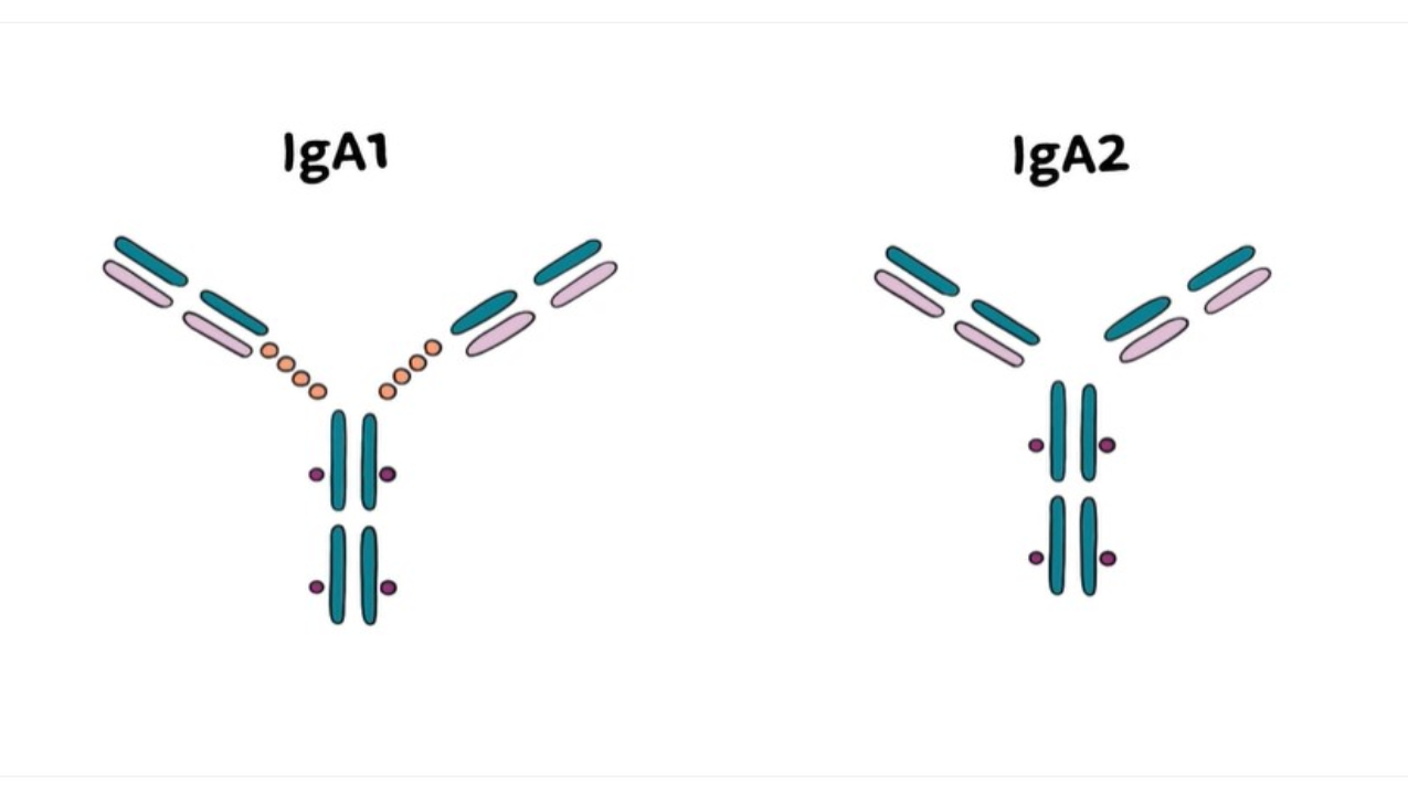 IgA Nephropathy | Calliditas Educational Site