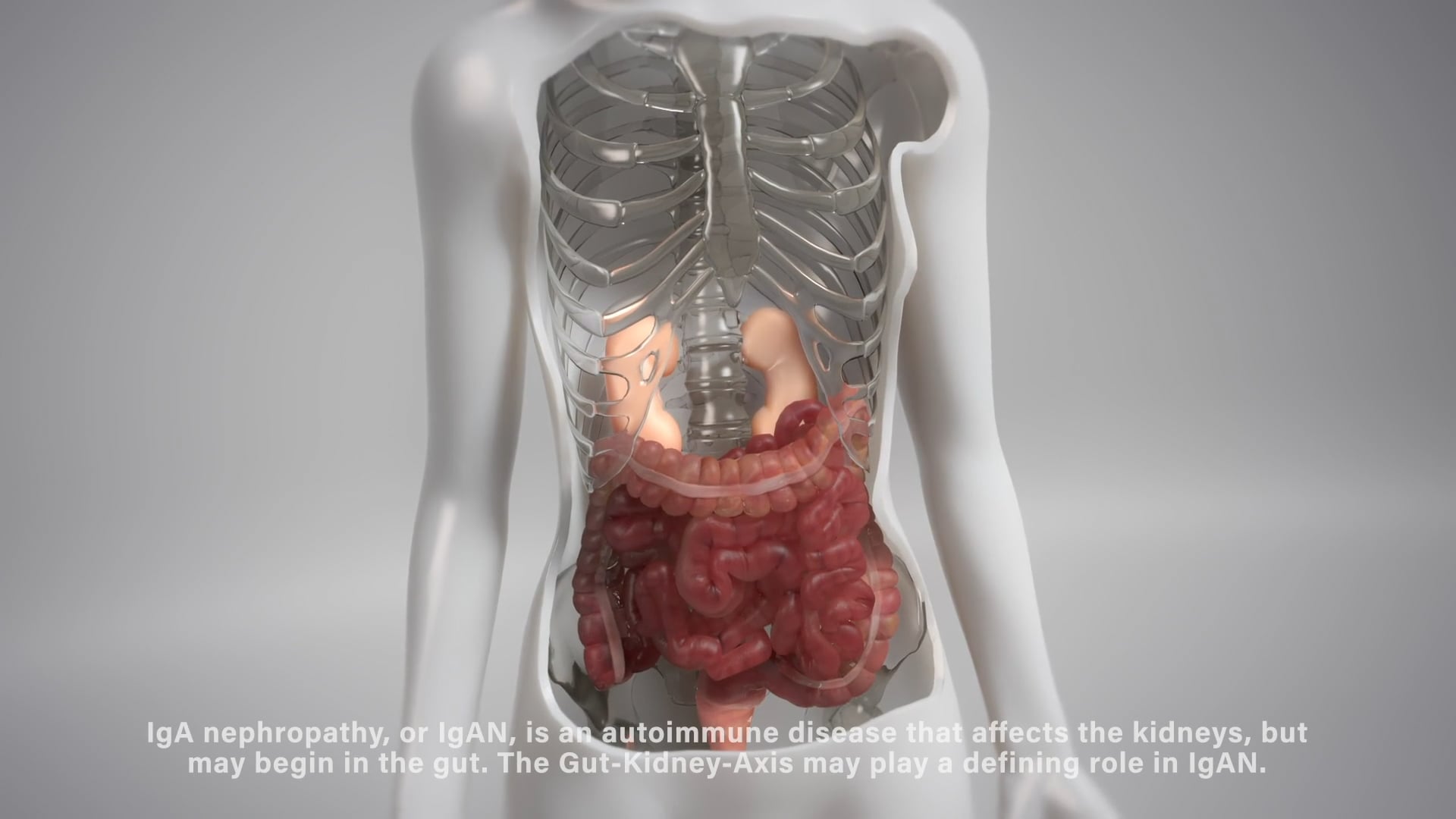 Gut-Kidney Connection